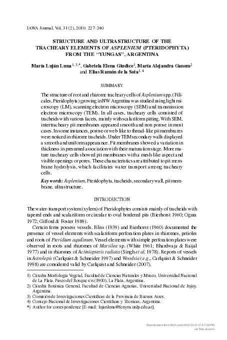 (PDF) Structure and Ultrastructure of the Tracheary Elements of ...
