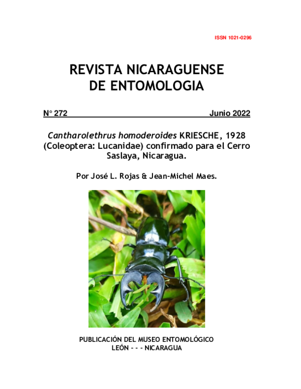 (PDF) Cantharolethrus homoderoides KRIESCHE, 1928 (Coleoptera ...