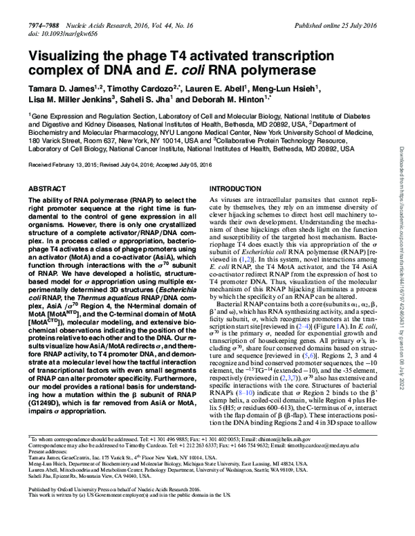 (PDF) Visualizing the phage T4 activated transcription complex of DNA ...