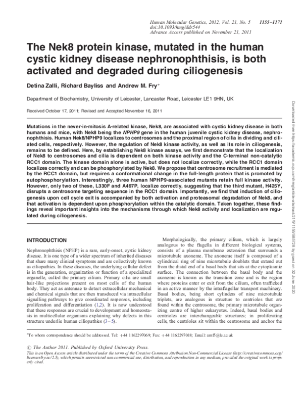 (PDF) The Nek8 protein kinase, mutated in the human cystic kidney ...
