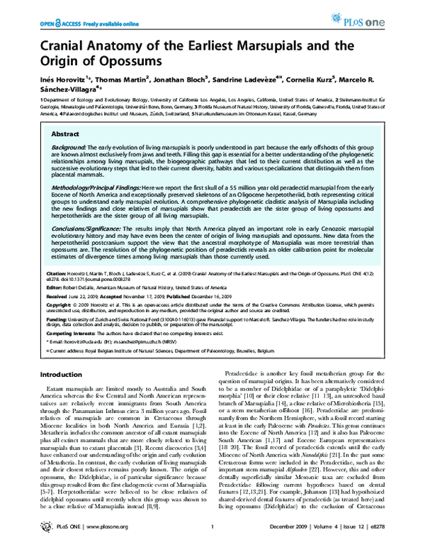 (PDF) Cranial anatomy of the earliest marsupials and the origin of opossums