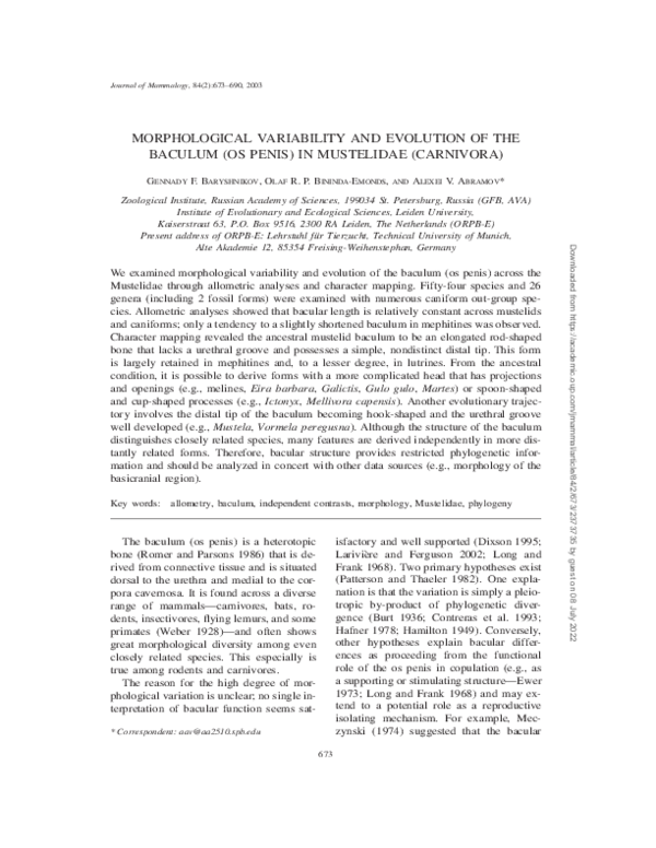 (PDF) Morphological Variability and Evolution of the Baculum (Os Penis ...