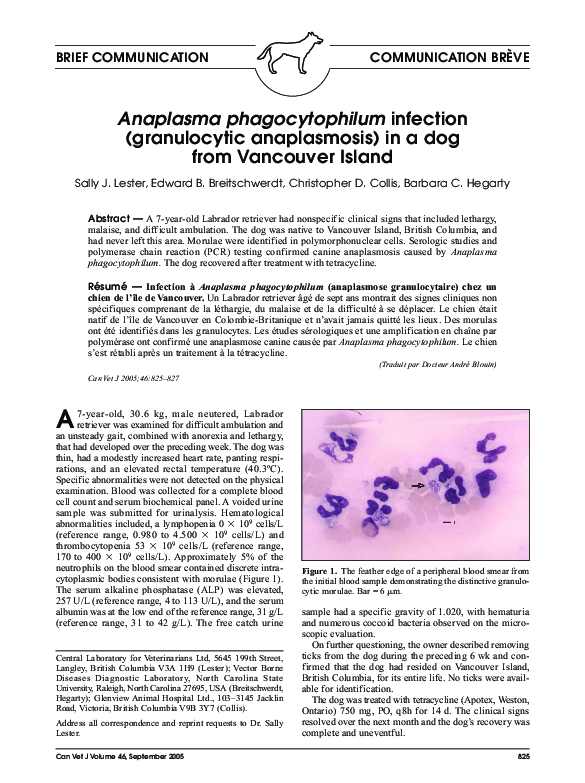 (PDF) Anaplasma phagocytophilum infection (granulocytic anaplasmosis ...
