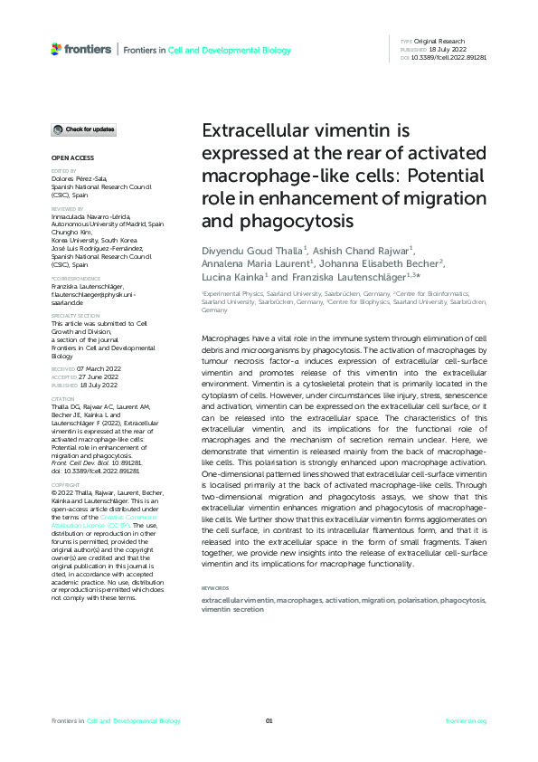 (PDF) Extracellular vimentin is expressed at the rear of activated ...