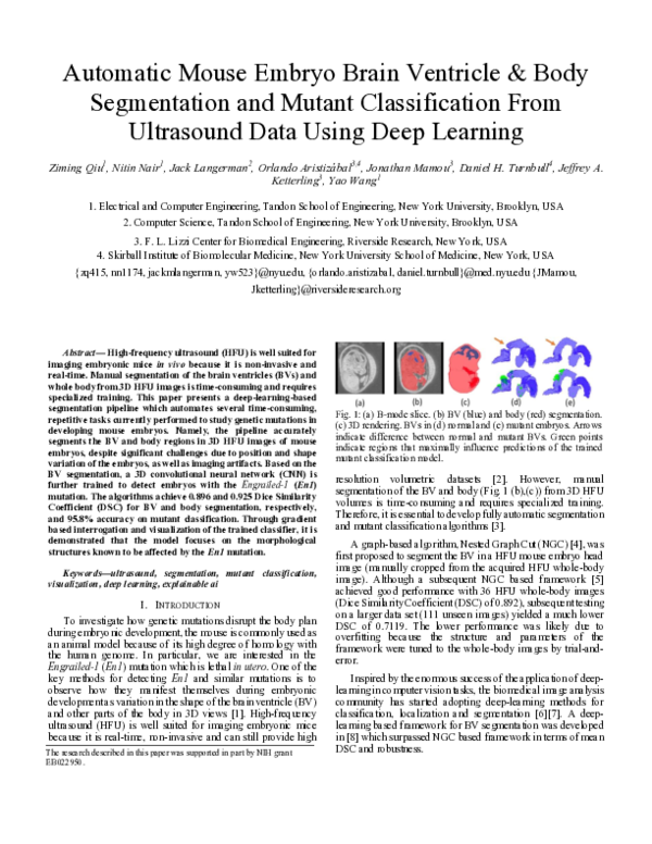 Pdf Automatic Mouse Embryo Brain Ventricle And Body Segmentation And Mutant Classification From