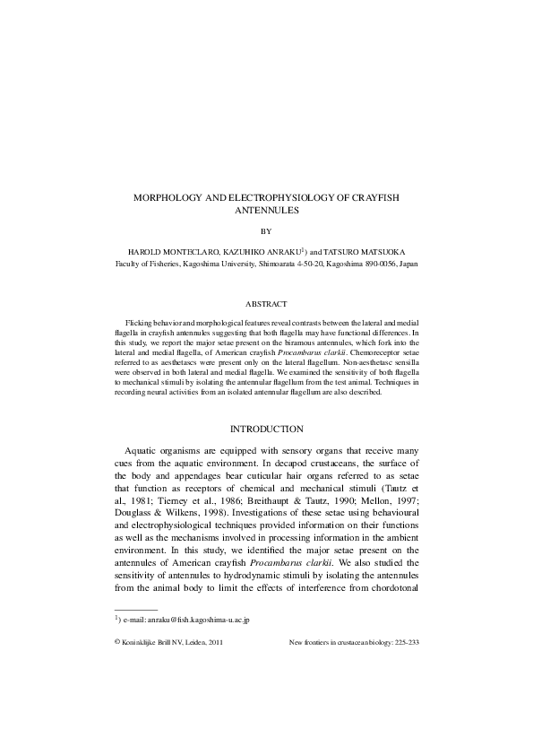 (PDF) Morphology And Electrophysiology Of Crayfish Antennules