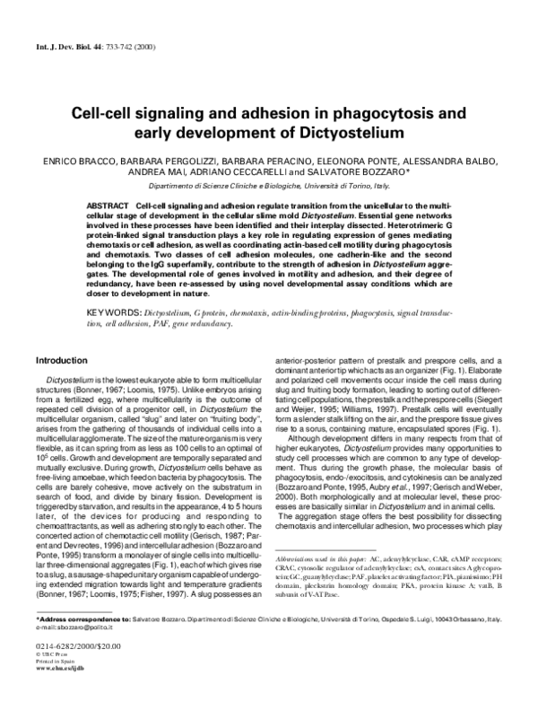 (PDF) Cell-cell signaling and adhesion in phagocytosis and early ...