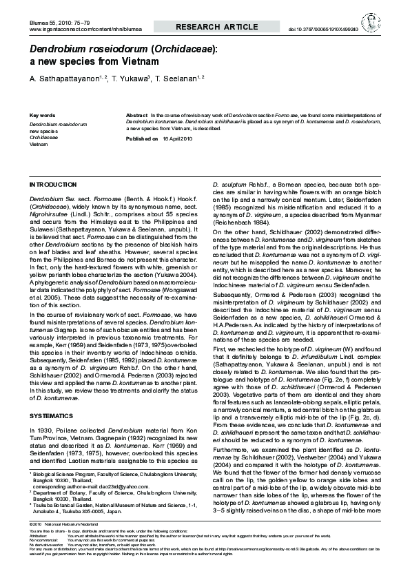 (PDF) Dendrobium roseiodorum ( Orchidaceae ): a new species from Vietnam