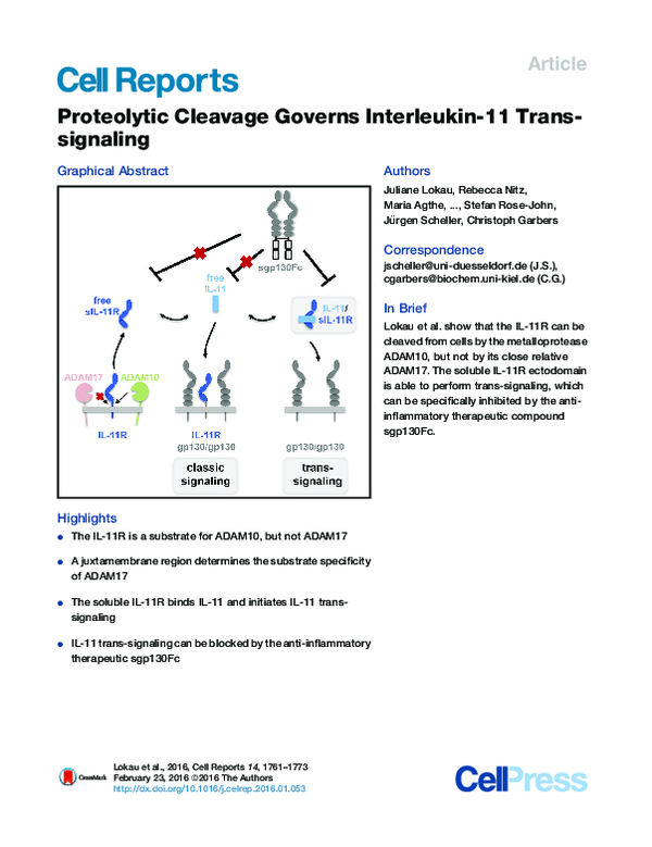 Proteolytic Cleavage Governs Interleukin-11 Trans-signaling