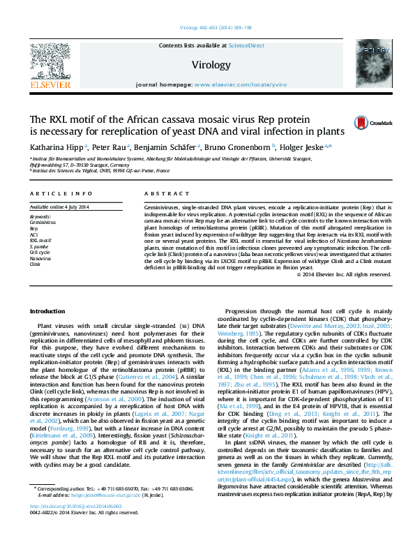 (PDF) The RXL motif of the African cassava mosaic virus Rep protein is ...