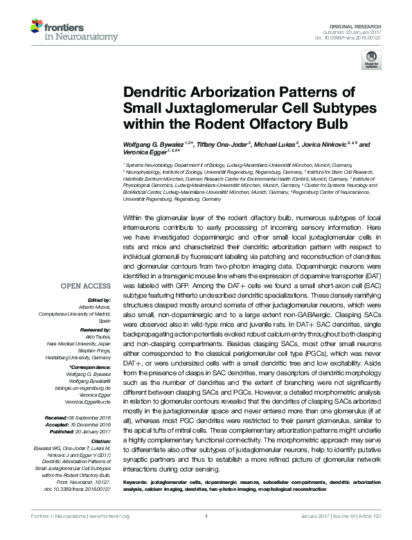 (PDF) Dendritic Arborization Patterns of Small Juxtaglomerular Cell ...