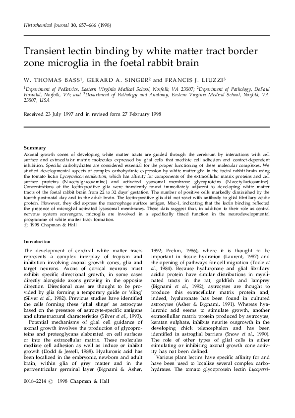 (PDF) Transient Lectin Binding by White Matter Tract Border Zone ...