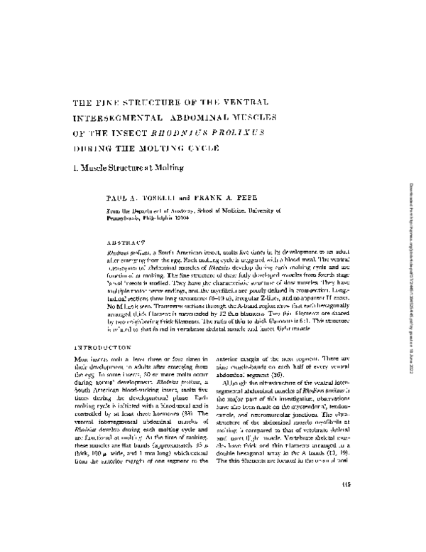 (PDF) THE FINE STRUCTURE OF THE VENTRAL INTERSEGMENTAL ABDOMINAL ...