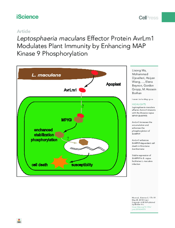 (PDF) Leptosphaeria maculans Effector Protein AvrLm1 Modulates Plant ...