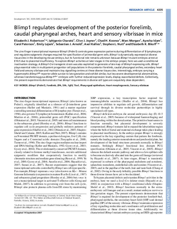 (PDF) Blimp1 regulates development of the posterior forelimb, caudal ...