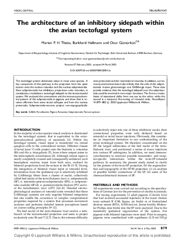 (PDF) The architecture of an inhibitory sidepath within the avian ...