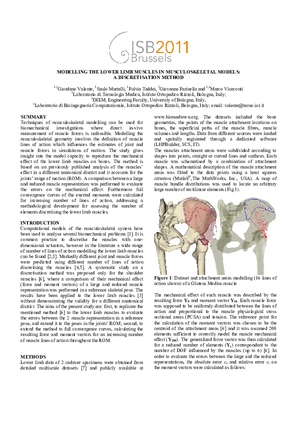 (PDF) Modelling the lower limb muscles in musculoskeletal models: A ...