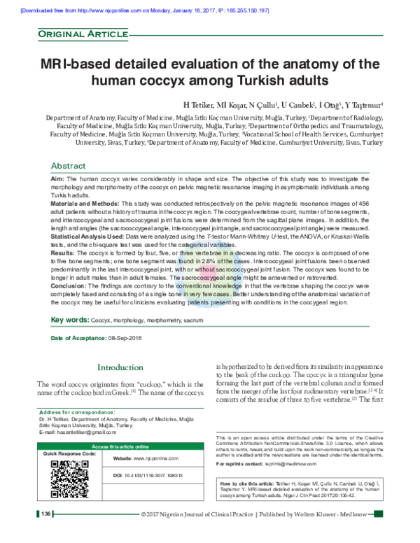 (PDF) MRI-based detailed evaluation of the anatomy of the human coccyx ...