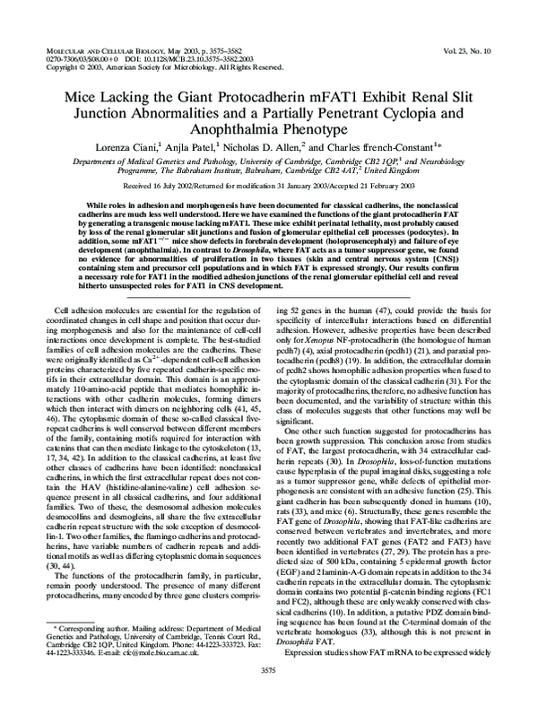 (PDF) Mice Lacking the Giant Protocadherin mFAT1 Exhibit Renal Slit ...
