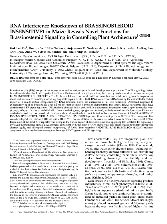 (PDF) RNAi knockdown of BRI1 in maize (Zea mays) reveals novel ...
