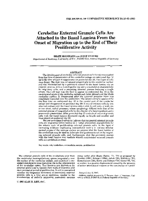 (PDF) Cerebellar external granule cells are attached to the basal ...