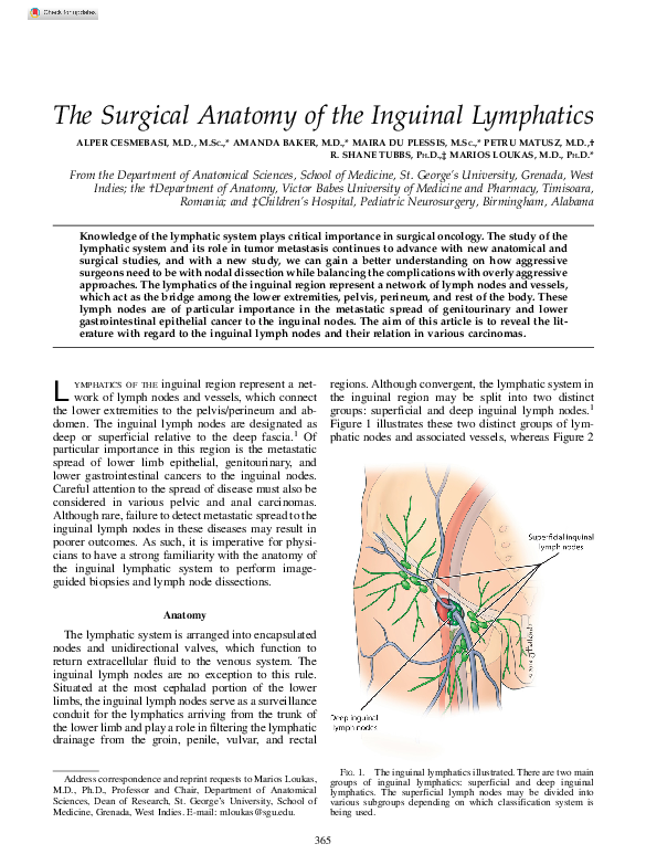 Superficial Inguinal Lymph Nodes