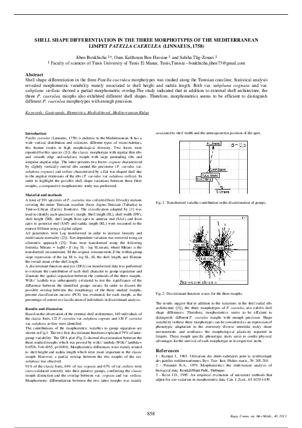 (PDF) Shell Shape Differentiation in the Three Morphotypes of the ...