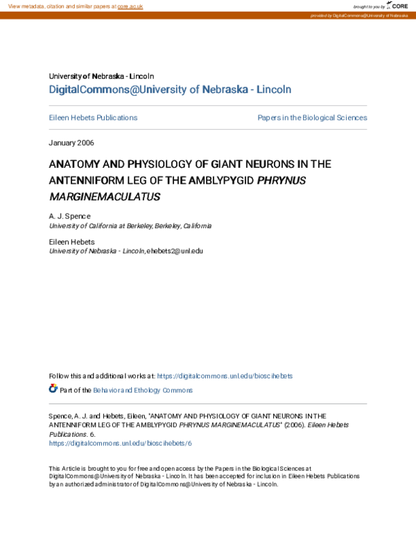 (PDF) Anatomy and Physiology of Giant Neurons in the Antenniform Leg of ...