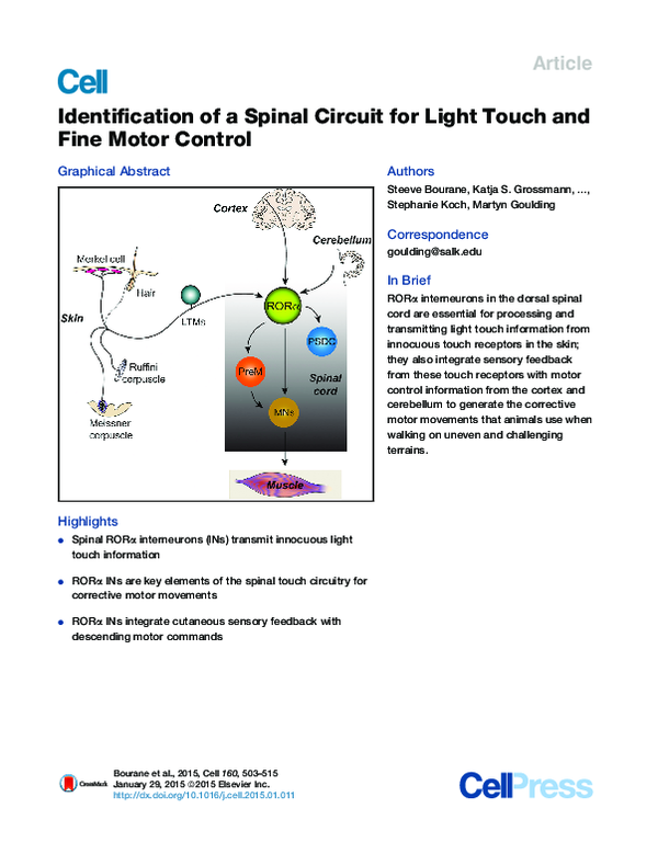 (PDF) Identification of a Spinal Circuit for Light Touch and Fine Motor ...
