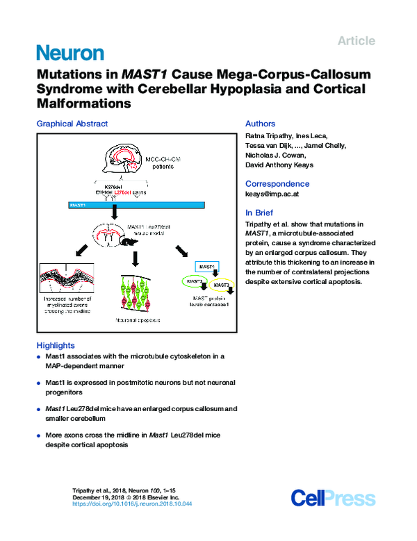 (PDF) Mutations in MAST1 Cause Mega-Corpus-Callosum Syndrome with ...
