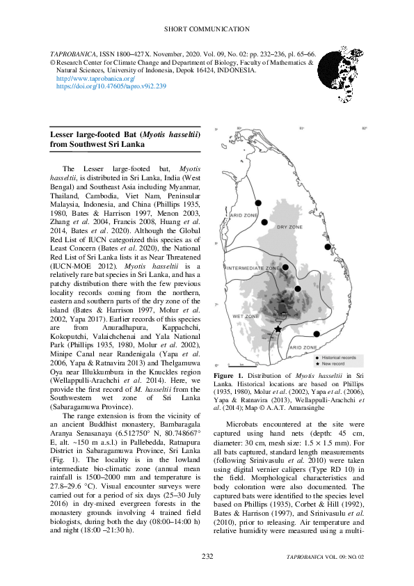 (PDF) Lesser large-footed Bat (Myotis hasseltii) from Southwest Sri Lanka