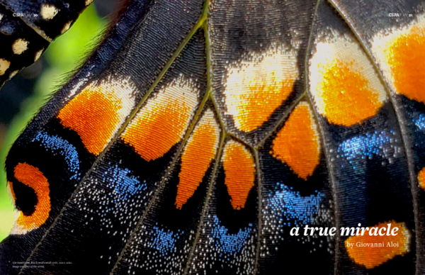 (PDF) A True Miracle