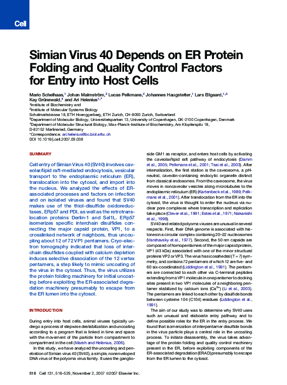 (PDF) Simian Virus 40 Depends on ER Protein Folding and Quality Control ...
