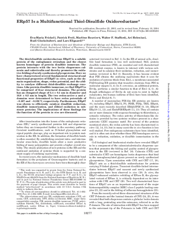 (PDF) ERp57 Is a Multifunctional Thiol-Disulfide Oxidoreductase