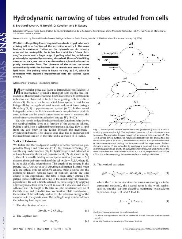 (PDF) Hydrodynamic narrowing of tubes extruded from cells