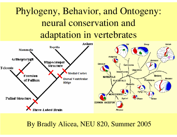 (PDF) Phylogeny, Behavior, and Ontogeny: neural conservation and ...