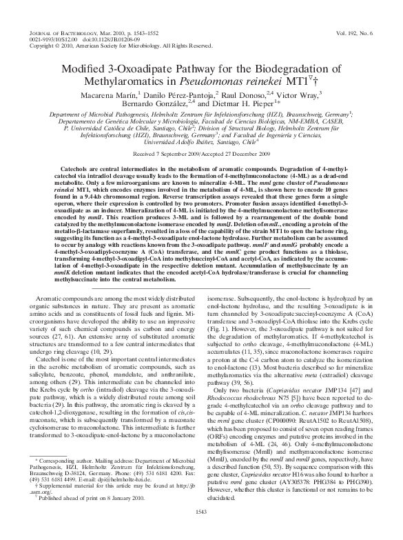 (PDF) Modified 3-Oxoadipate Pathway for the Biodegradation of Methylaromatics in Pseudomonas ...