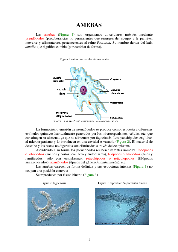 (PDF) Amebas