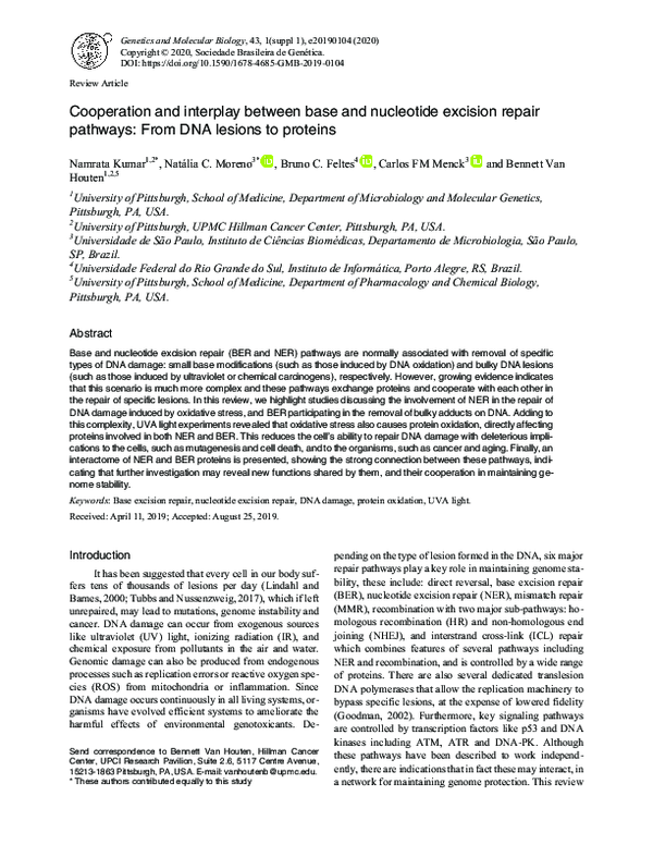 (PDF) Cooperation and interplay between base and nucleotide excision ...