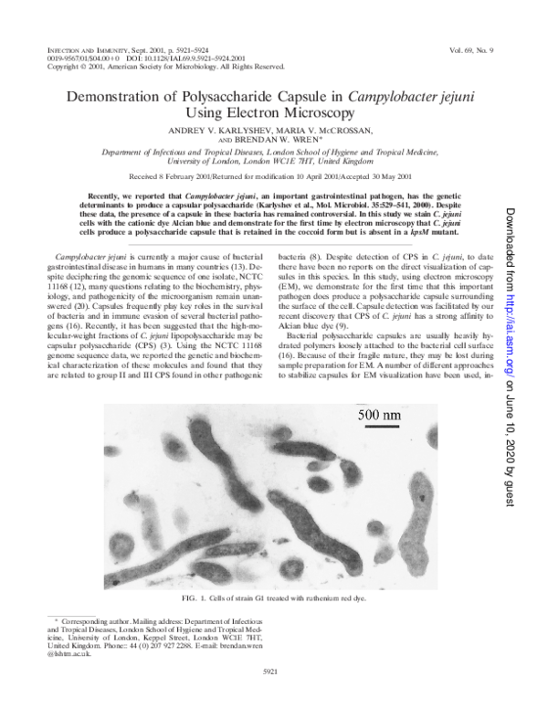 (PDF) Demonstration of Polysaccharide Capsule in Campylobacter jejuni ...