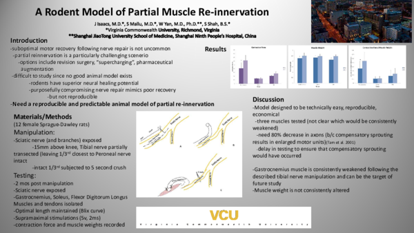 (PDF) A rodent model of partial muscle re-innervation