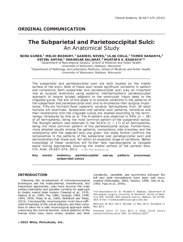 (PDF) The subparietal and parietooccipital sulci: An anatomical study | Gabriel Neves - Academia.edu