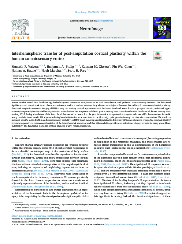 (PDF) Interhemispheric transfer of post-amputation cortical plasticity ...