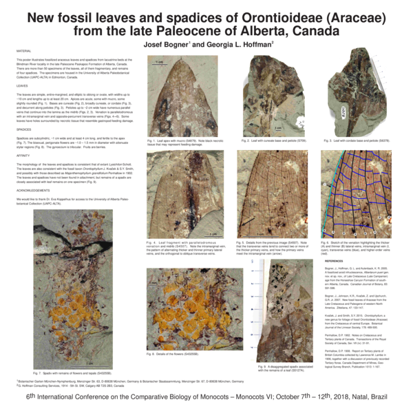 (PDF) New fossil leaves and spadices of Orontioideae (Araceae) from the ...