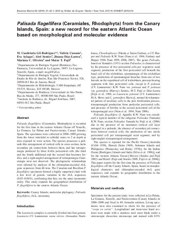 (PDF) Palisada flagellifera (Ceramiales, Rhodophyta) from the Canary ...