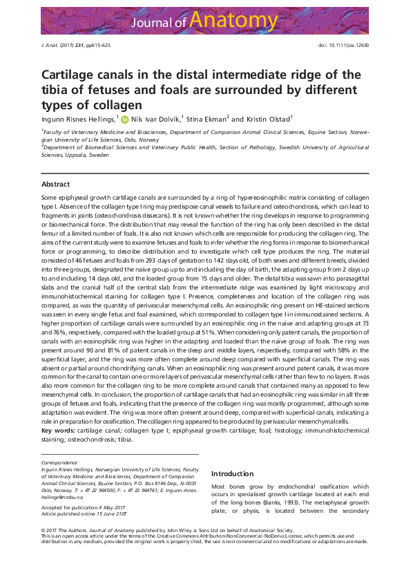 (PDF) Cartilage canals in the distal intermediate ridge of the tibia of ...