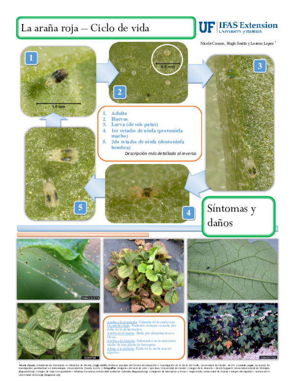 (PDF) La Araña roja, Tetranychus urticae: Ciclo de vida