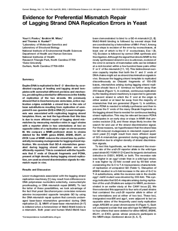(PDF) Evidence for Preferential Mismatch Repair of Lagging Strand DNA ...