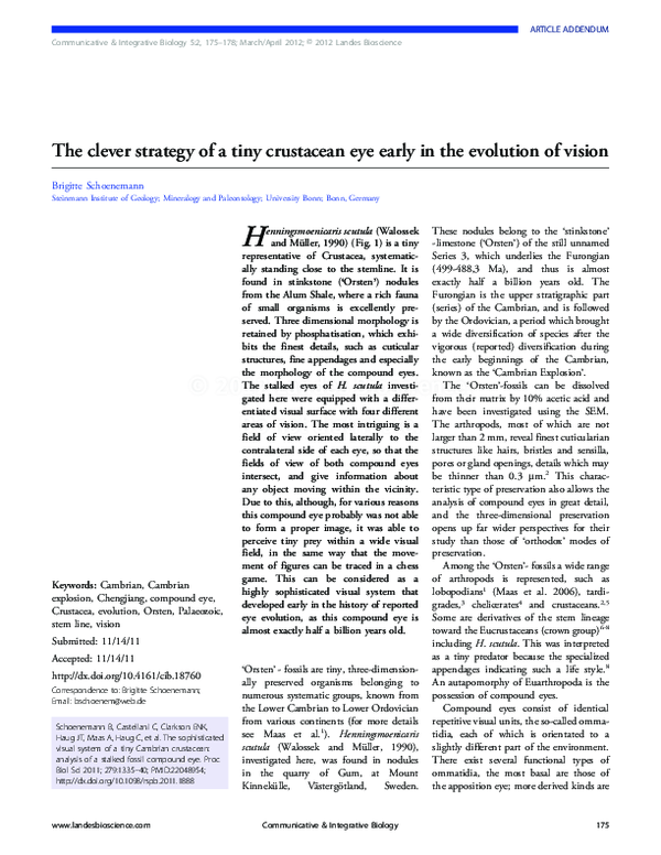 (PDF) The clever strategy of a tiny crustacean eye early in the ...