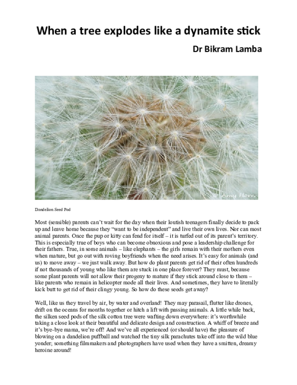 (DOC) When a tree explodes like a dynamite stick